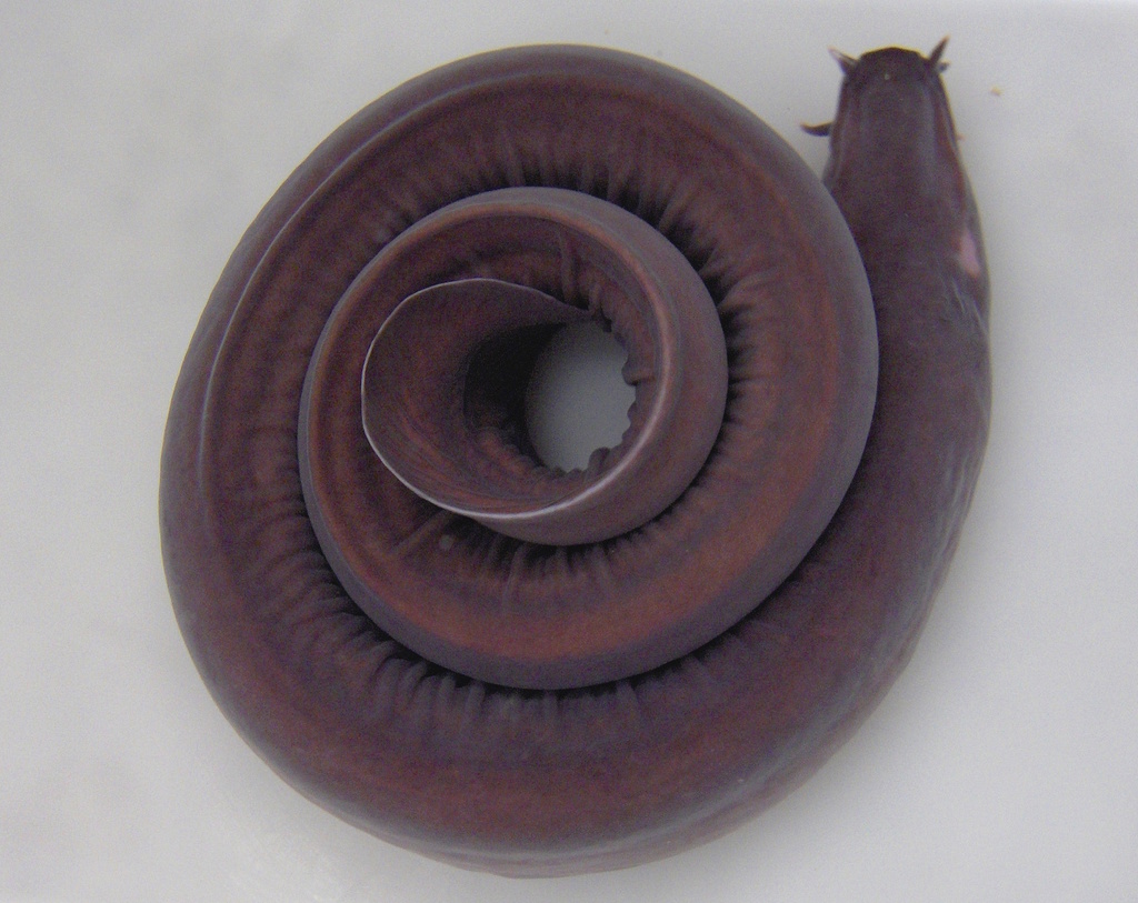 Hagfishes (Myxiniformes) - Marine Life Identification