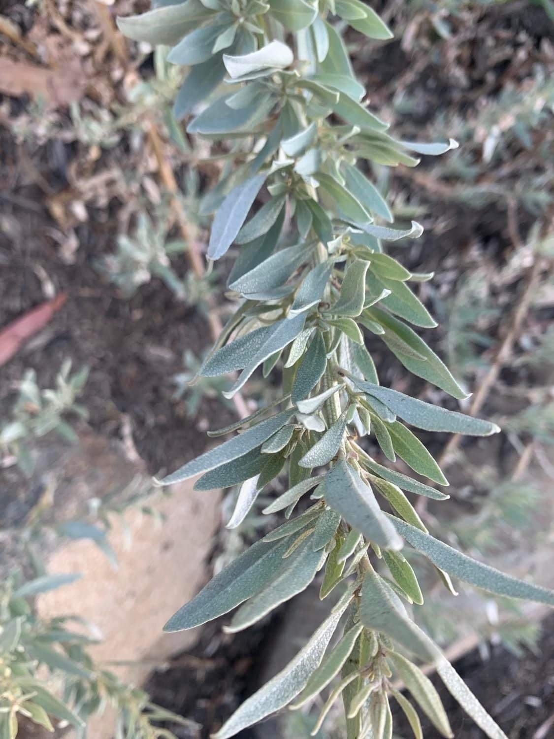 Atriplex cinerea Poir.