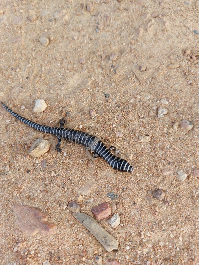 Brazilian Galliwasp from Vitória de Santo Antão on January 12, 2023 at ...