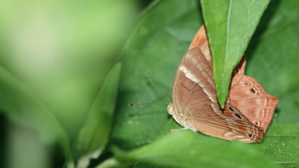 Double-banded Judy from Wing-C, New Link Cross Rd, Anand Park, Dahisar ...