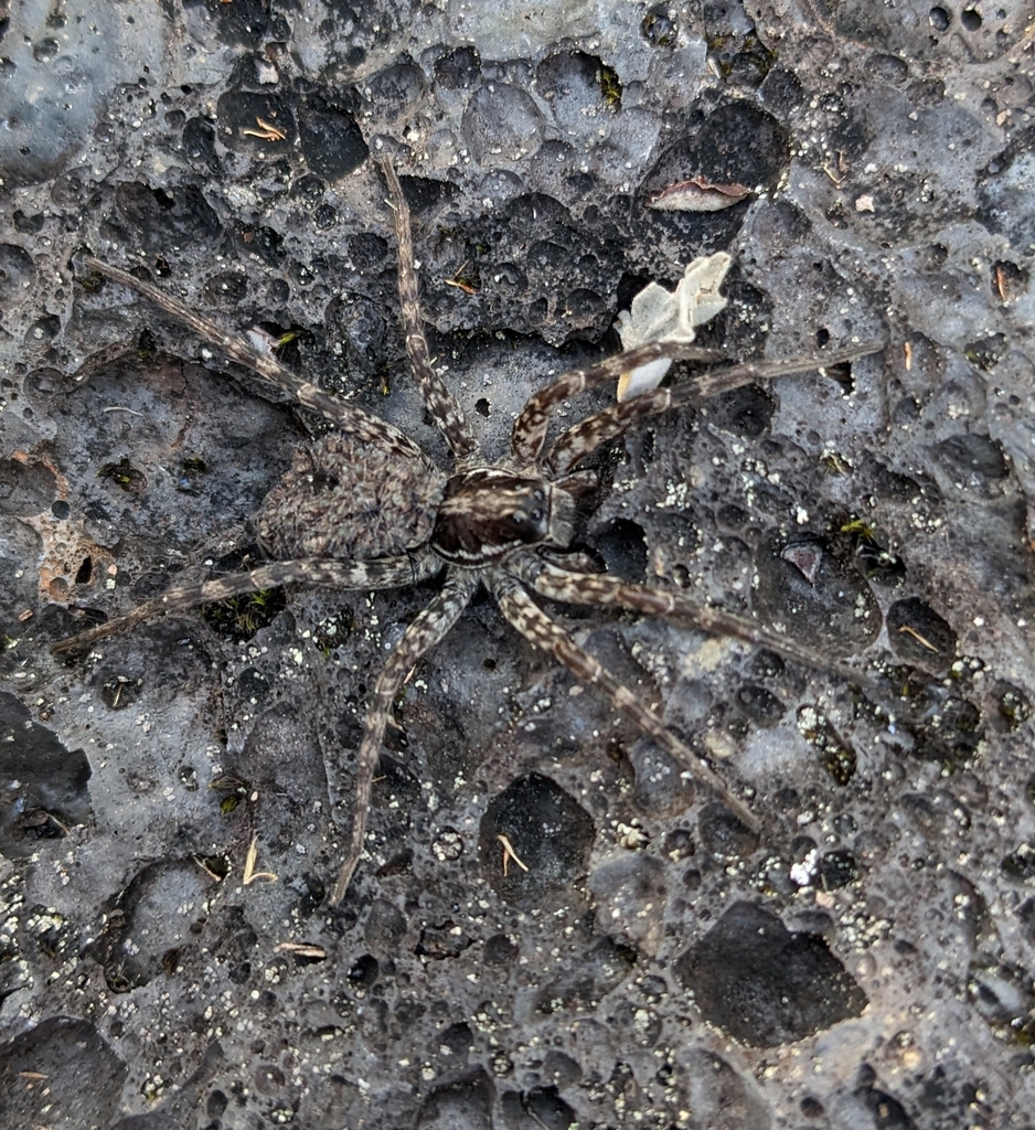 Wolf Spiders from Hawaii Volcanoes National Park, Hawaii County, US-HI ...