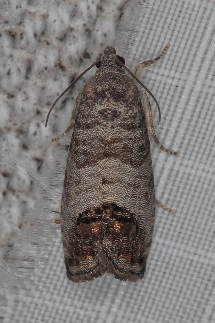 Cydia pomonella (Linnaeus, 1758)
