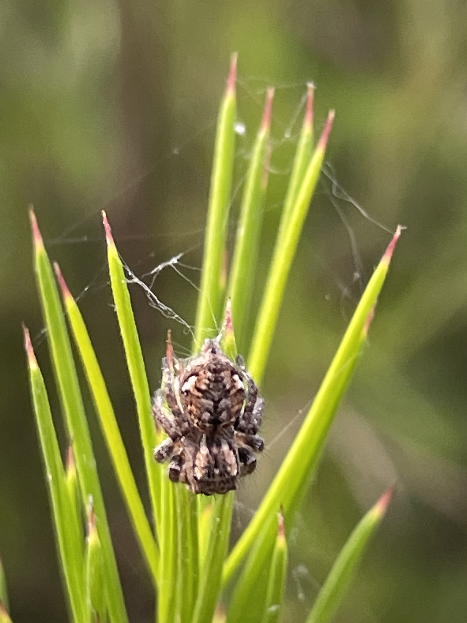 Servaea incana (Karsch, 1878)