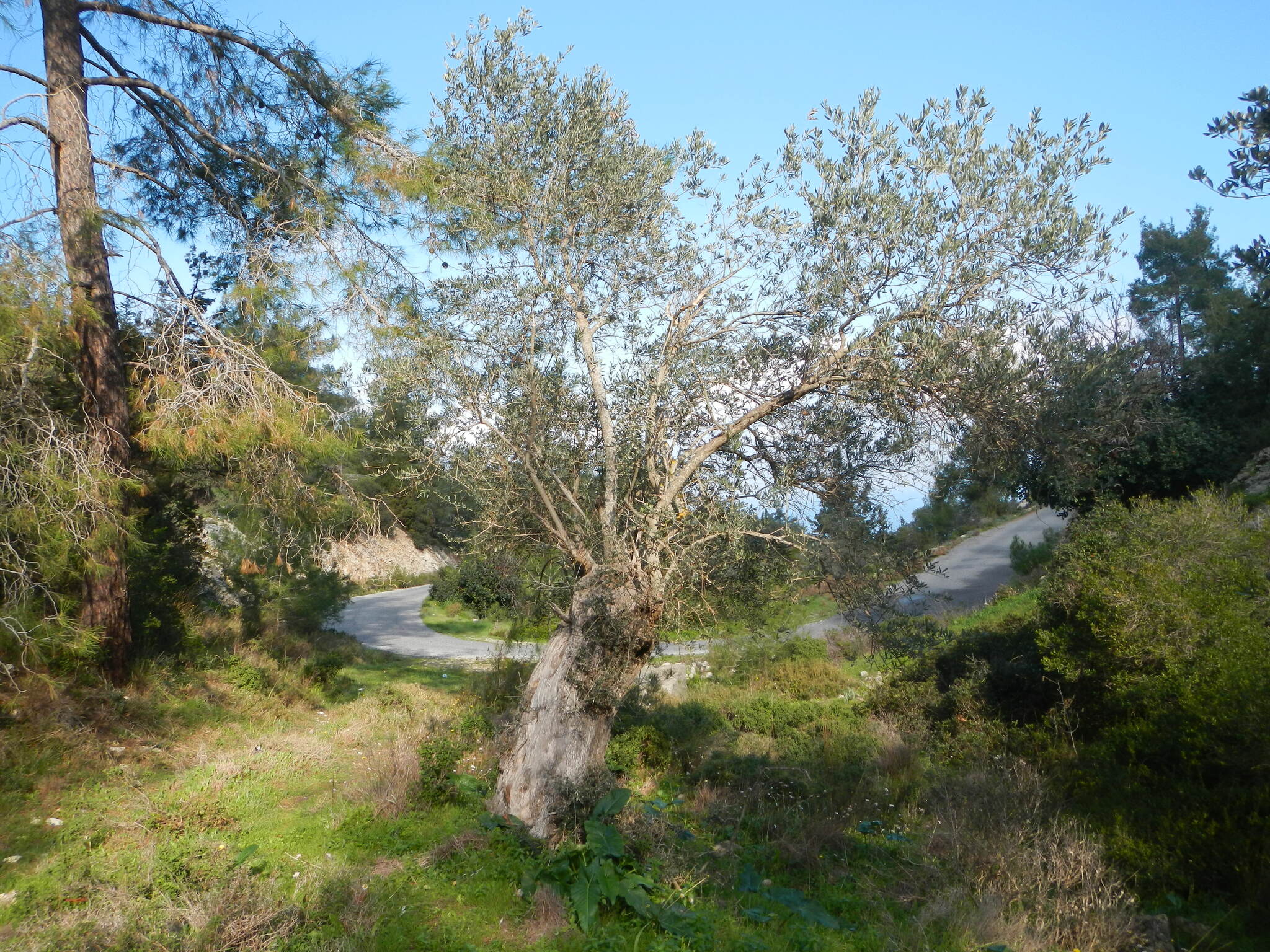 Olea europaea L.