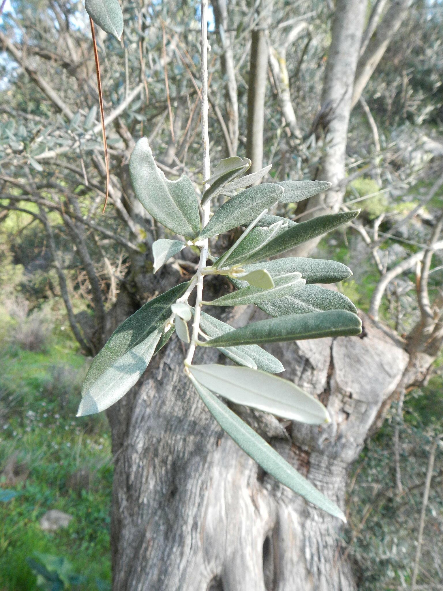 Olea europaea L.
