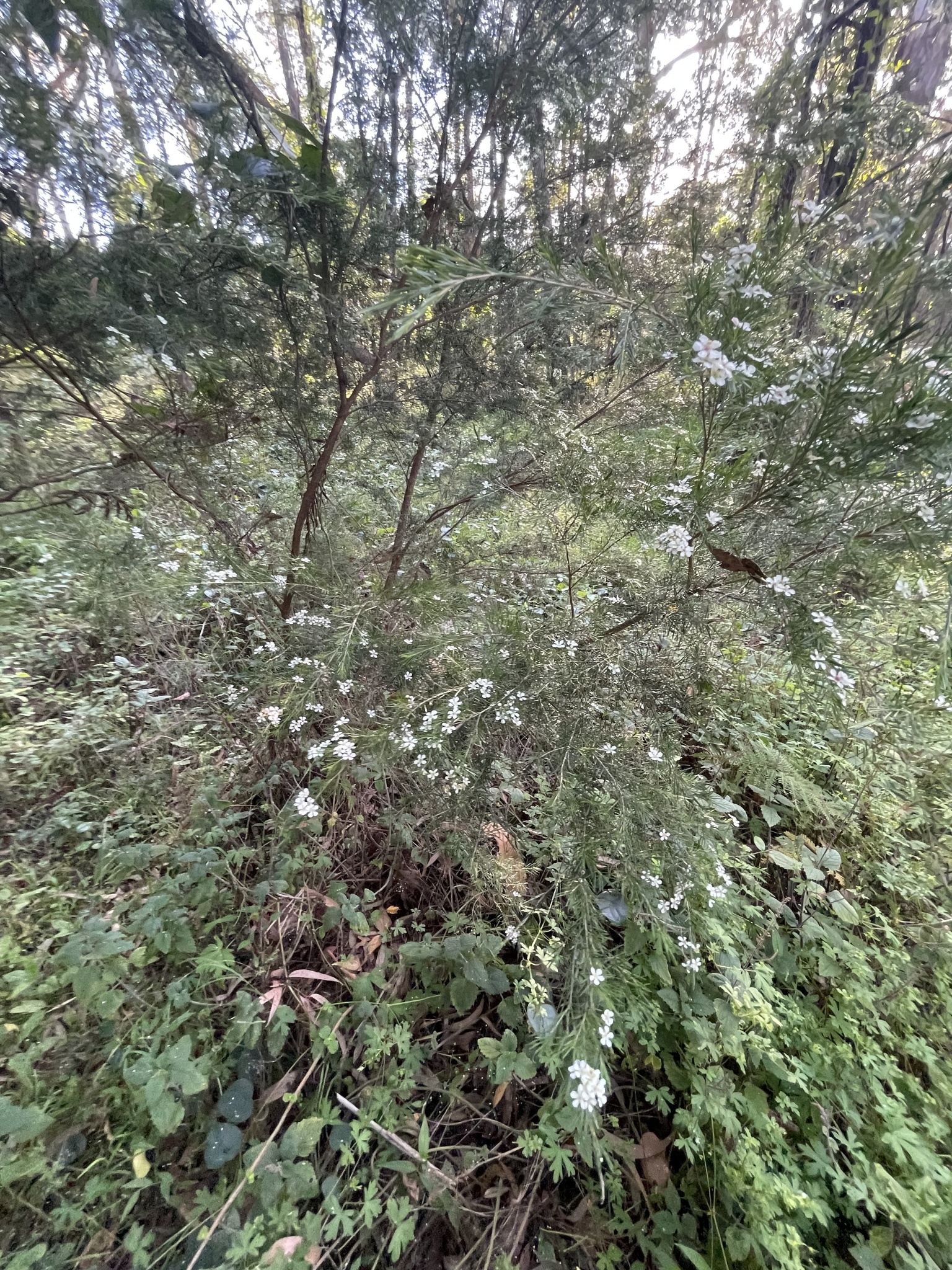 Baeckea linifolia Rudge