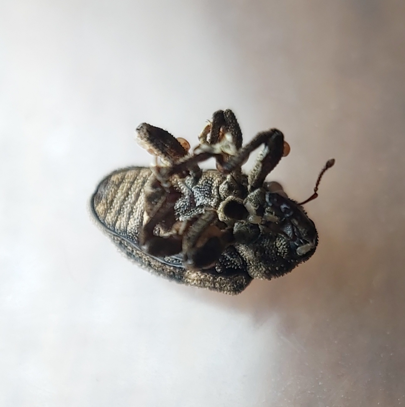 Sternochetus mangiferae (J.C.Fabricius, 1775)