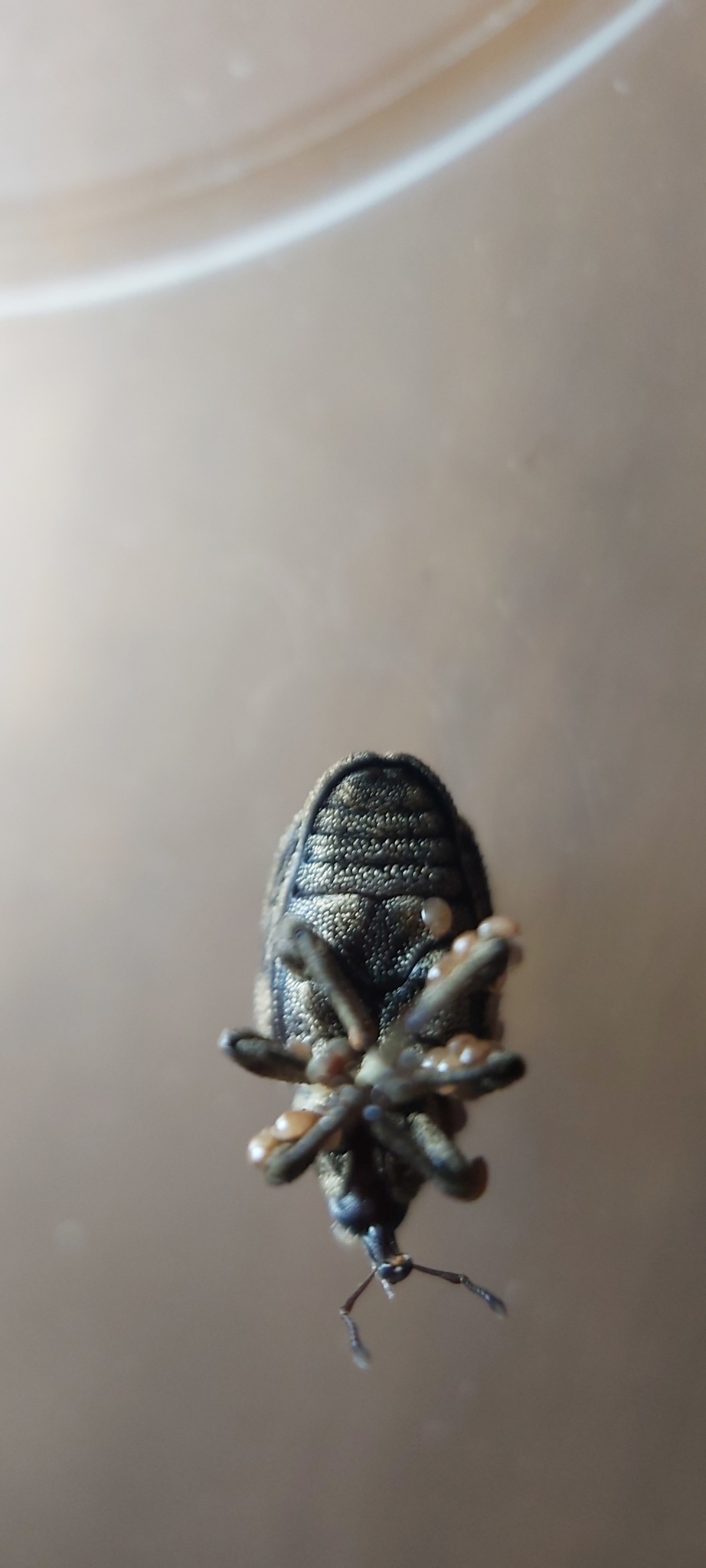 Sternochetus mangiferae (J.C.Fabricius, 1775)