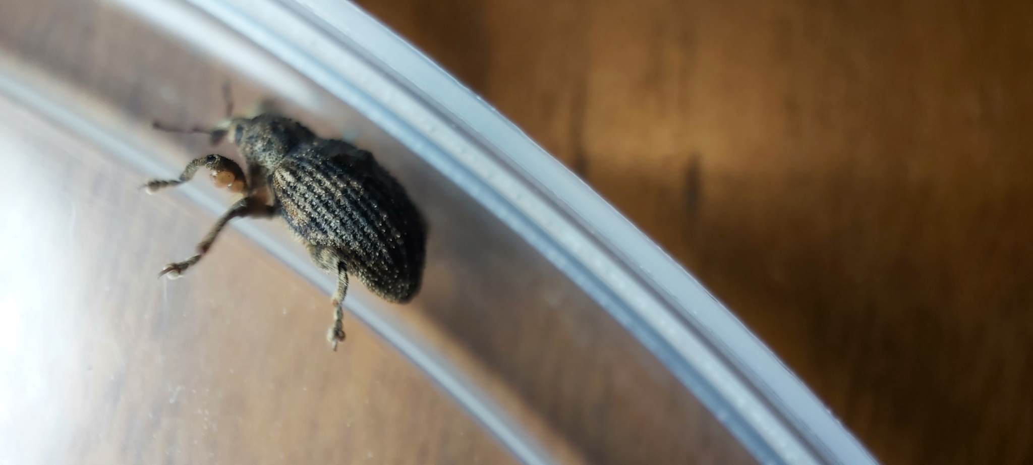 Sternochetus mangiferae (J.C.Fabricius, 1775)