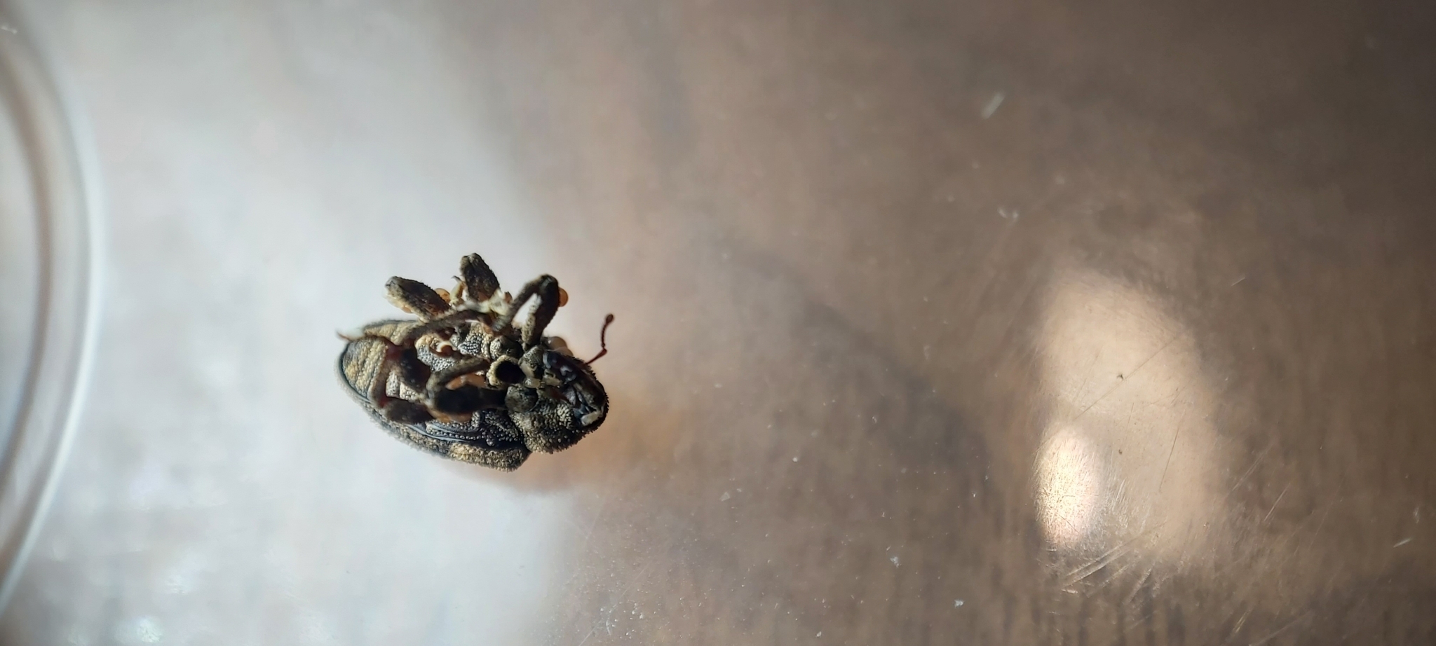 Sternochetus mangiferae (J.C.Fabricius, 1775)