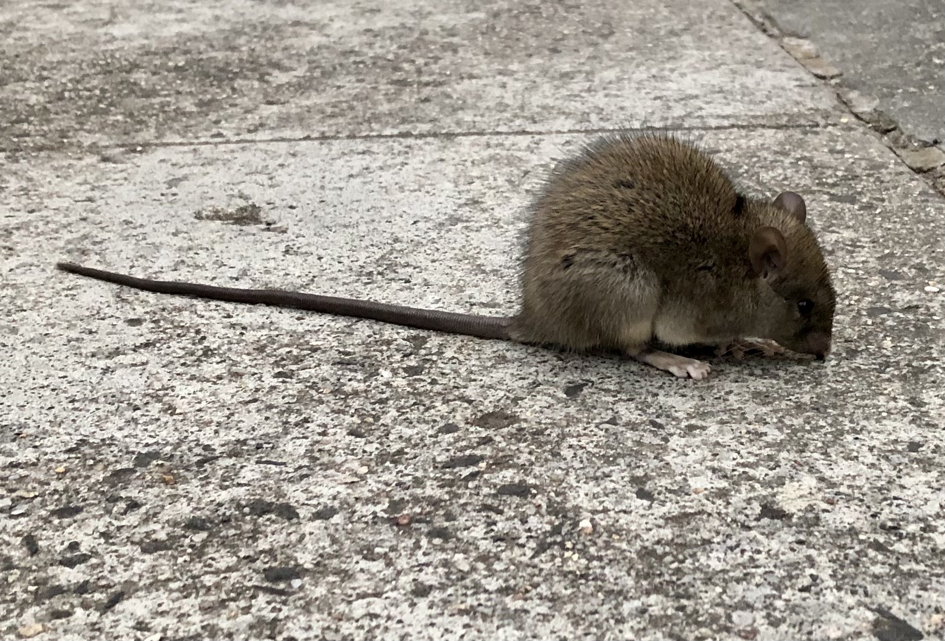 Rattus rattus (Linnaeus, 1758)