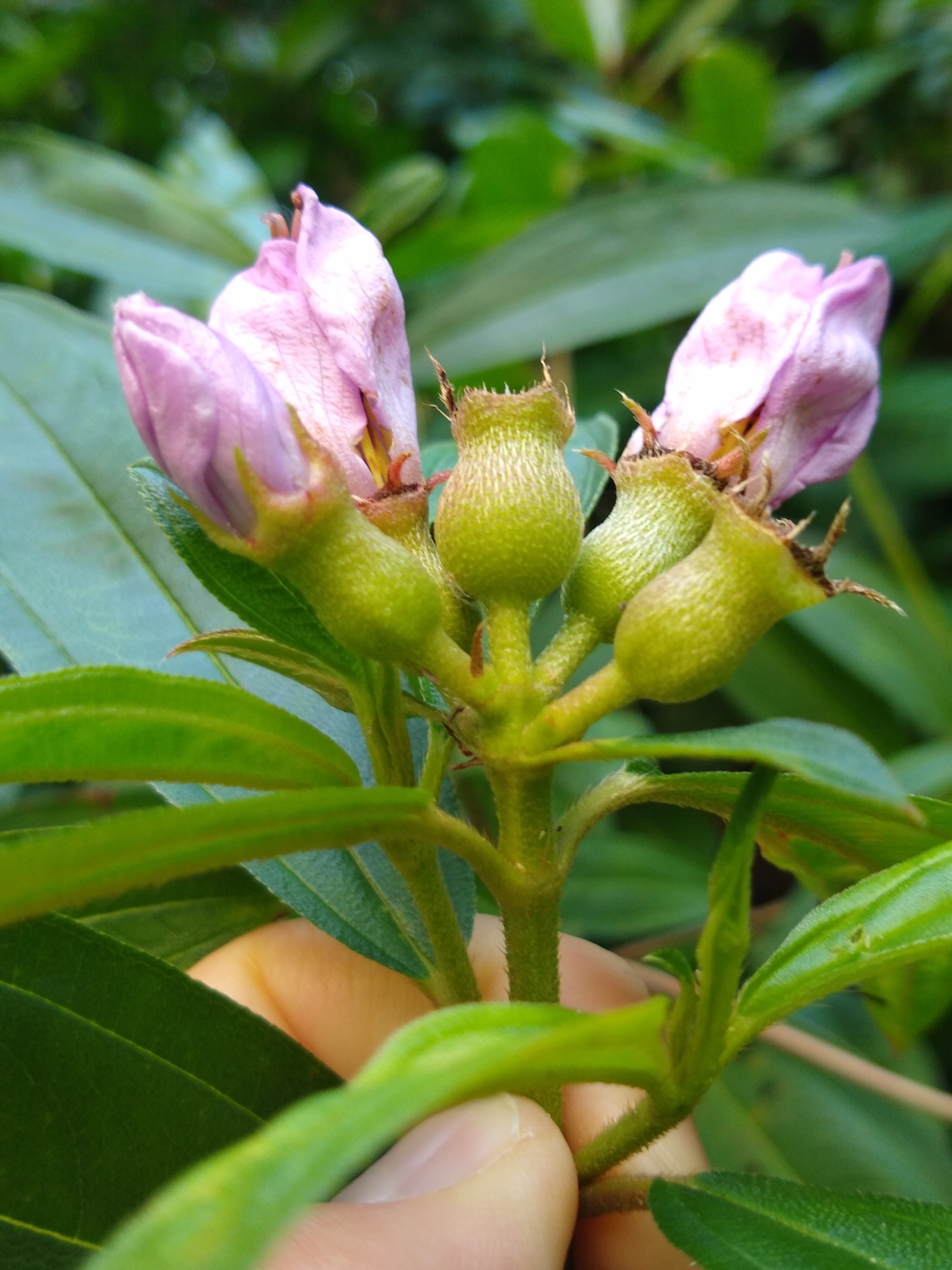 Melastoma malabathricum L.