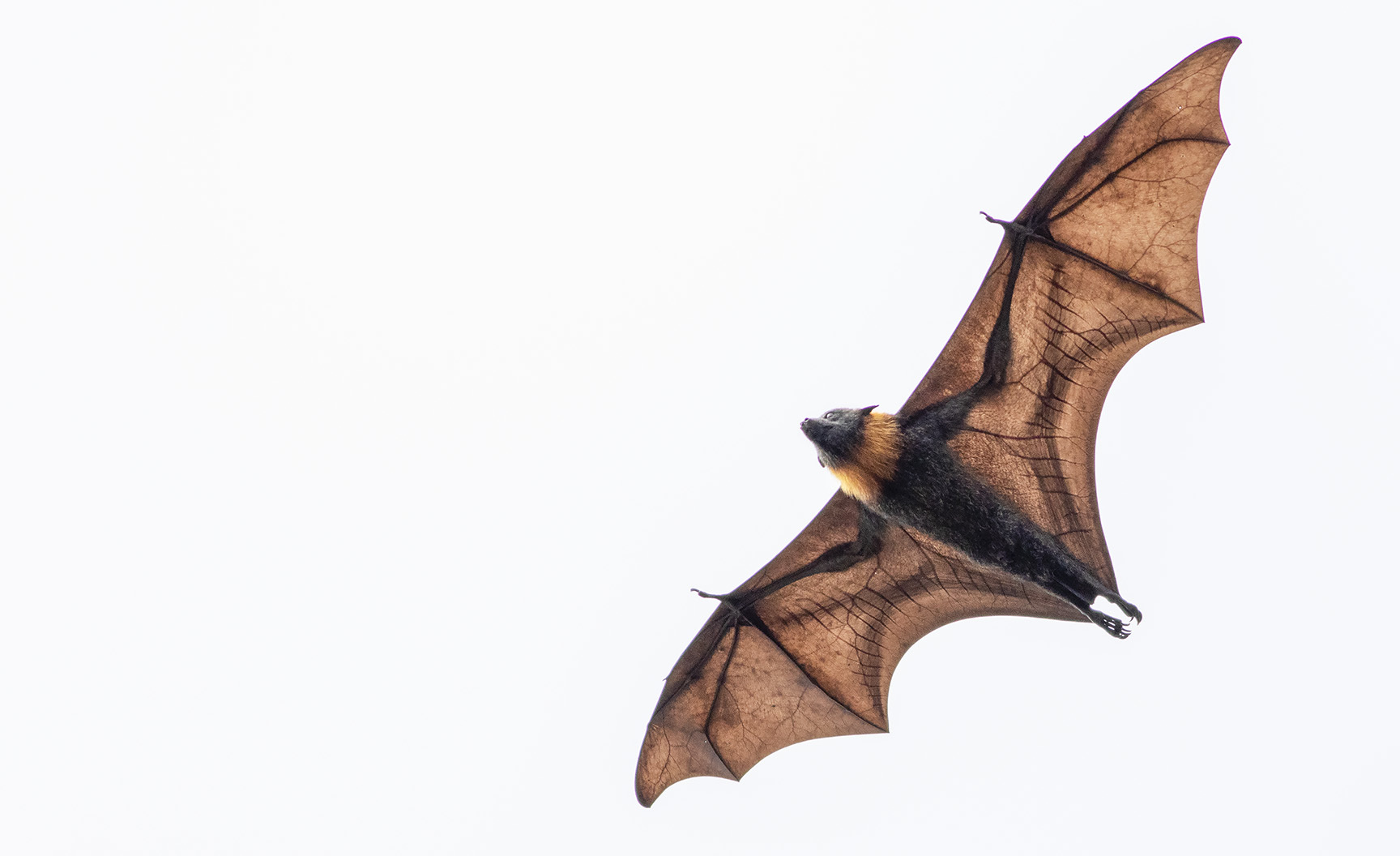 Pteropus Brisson, 1762