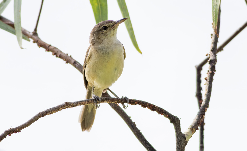 Australian Reed Warbler from Sale VIC 3850, Australia on January 12 ...