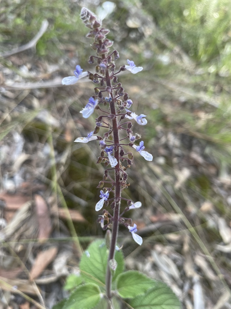 little spurflower from Normanhurst, NSW, AU on January 12, 2023 at 05: ...