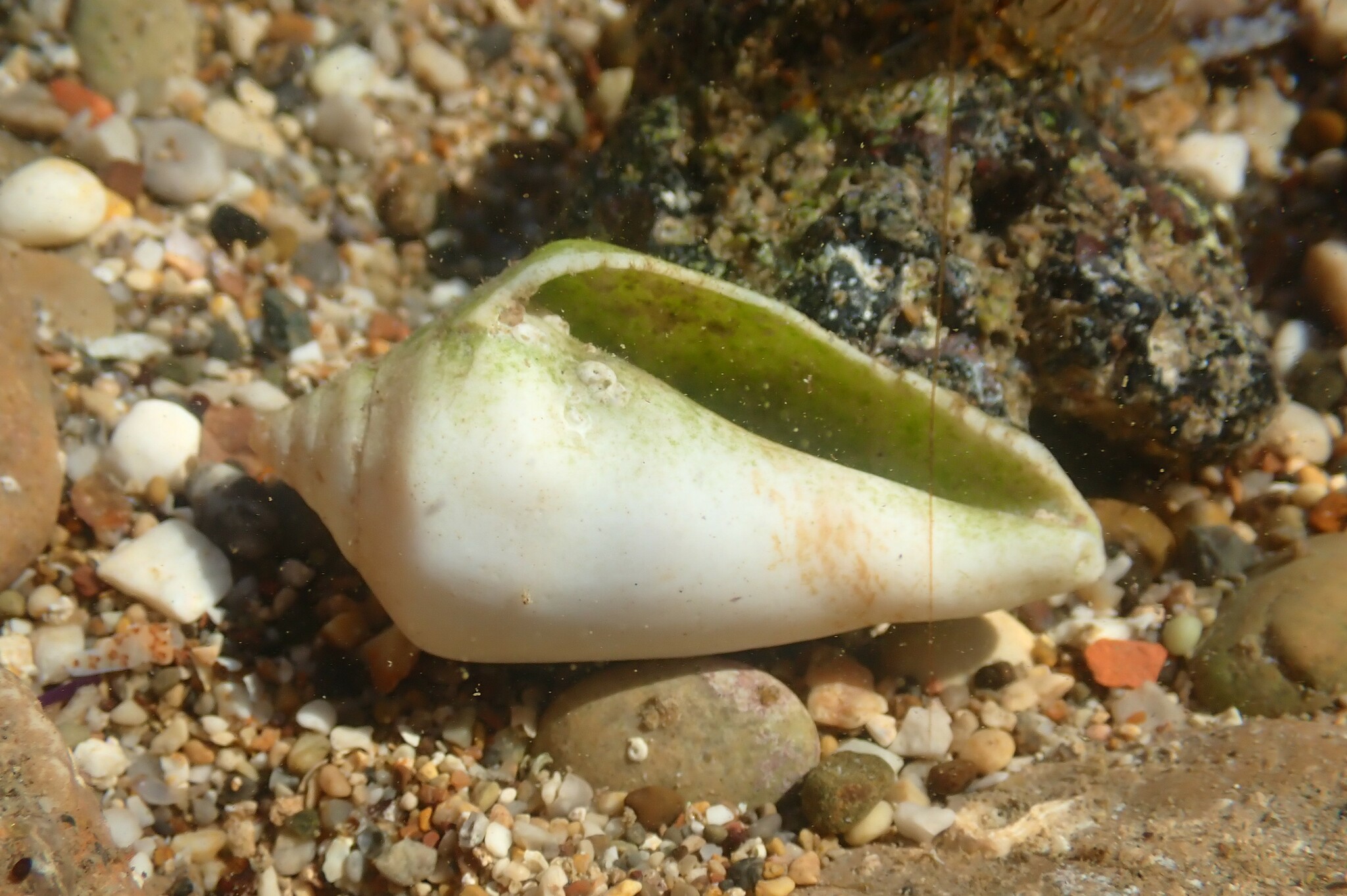 Conomurex persicus (Swainson, 1821)