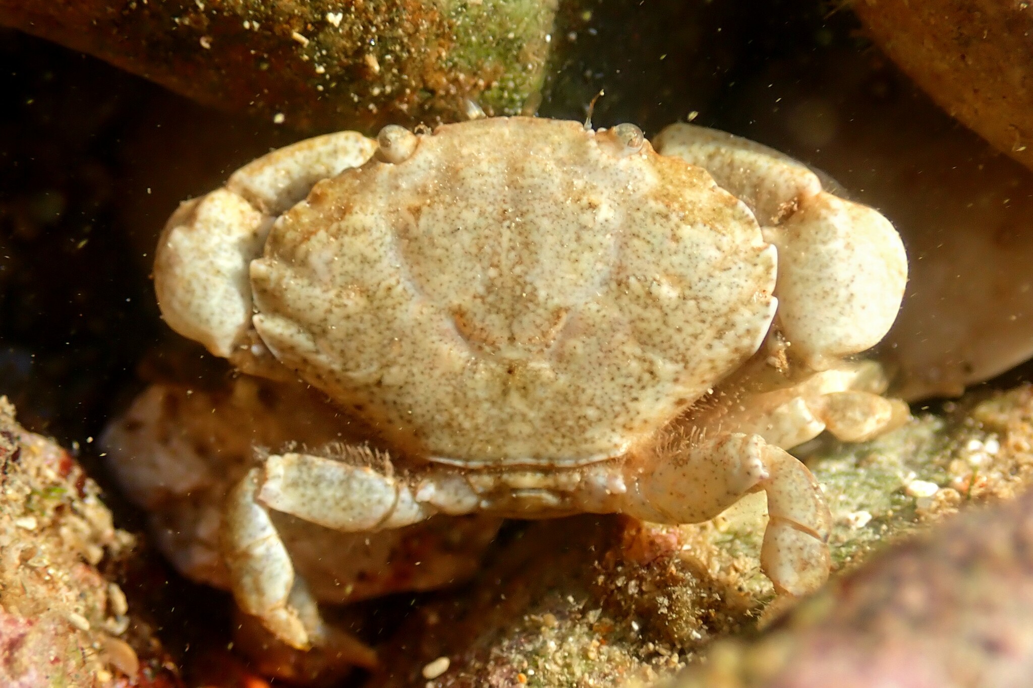 Xantho poressa (Olivi, 1792)