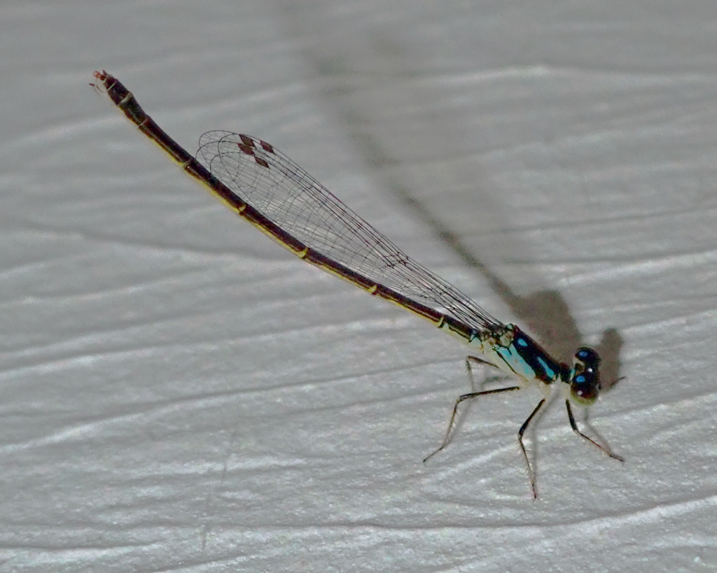 Fragile Forktail from Salem, NH 03079, USA on August 20, 2019 at 12:15 ...