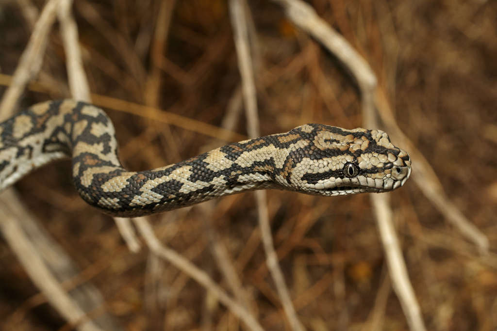 Inland Carpet Python in January 2023 by Owen Lishmund · iNaturalist