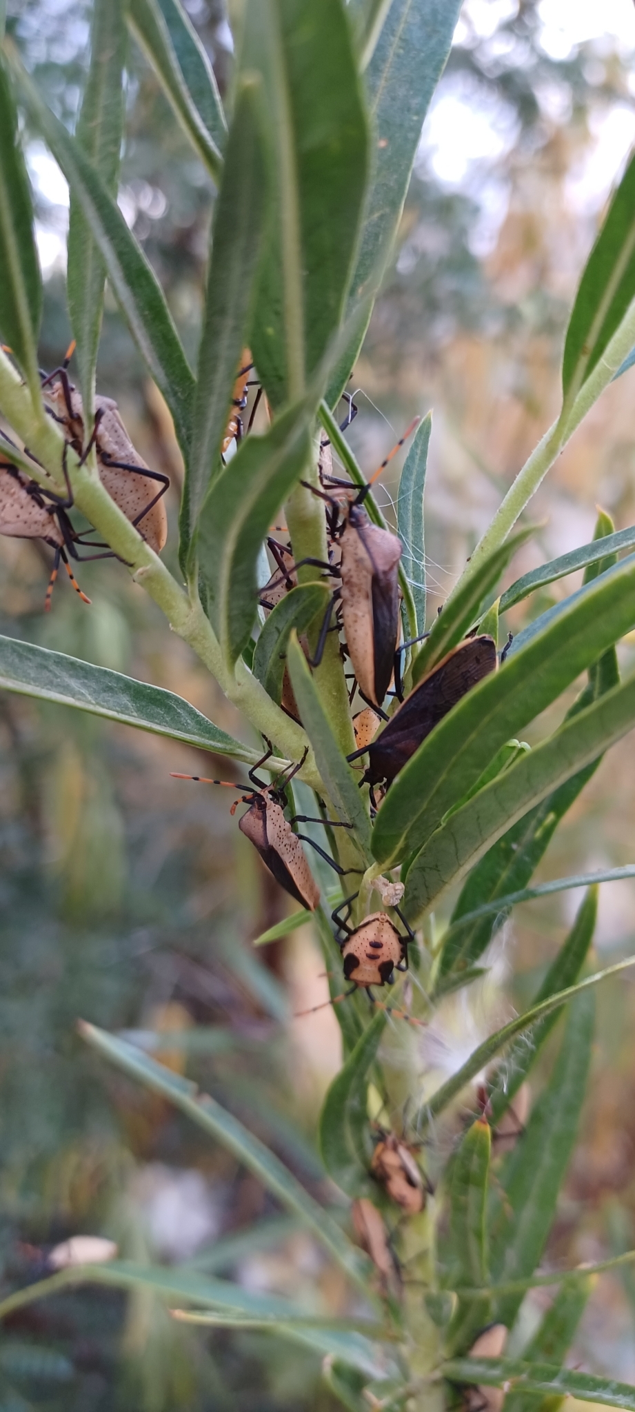 Homoeocerus Burmeister, 1835