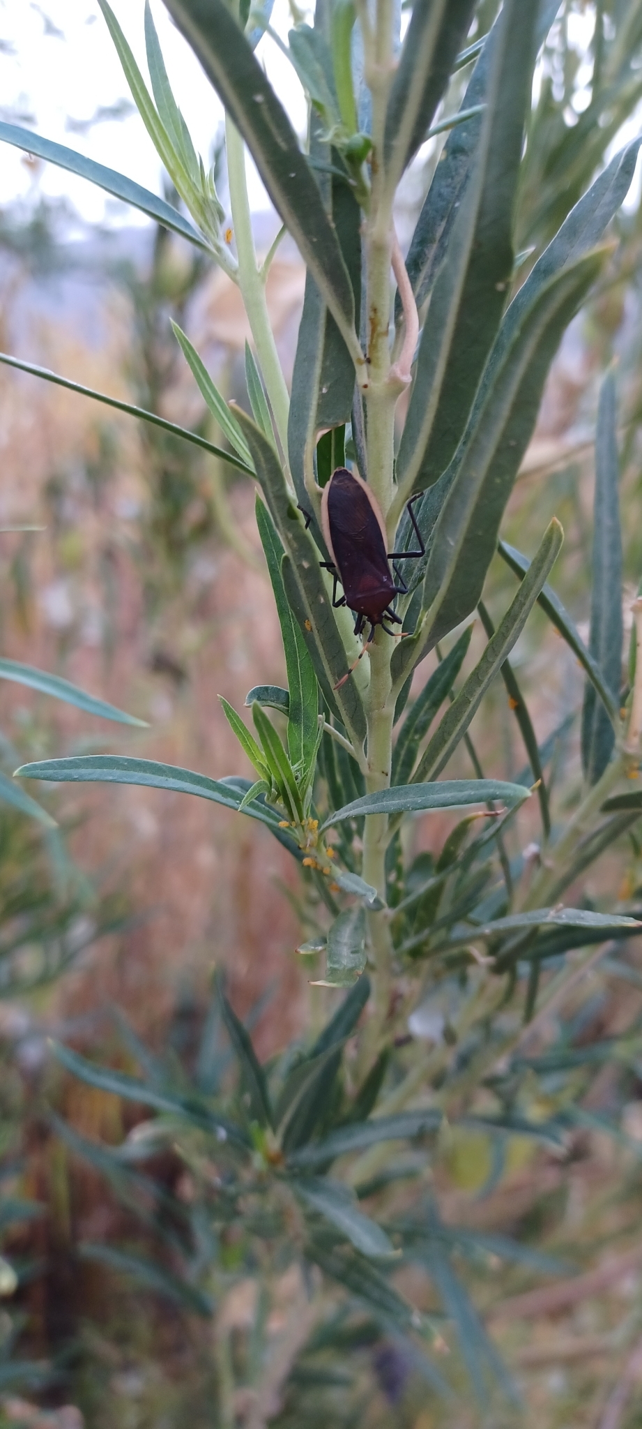 Homoeocerus Burmeister, 1835