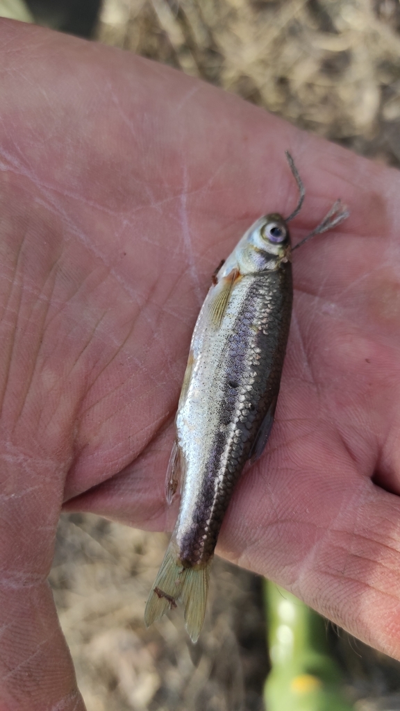 Italian riffle dace in January 2023 by Roberto Ostellino. Monitoraggi ...