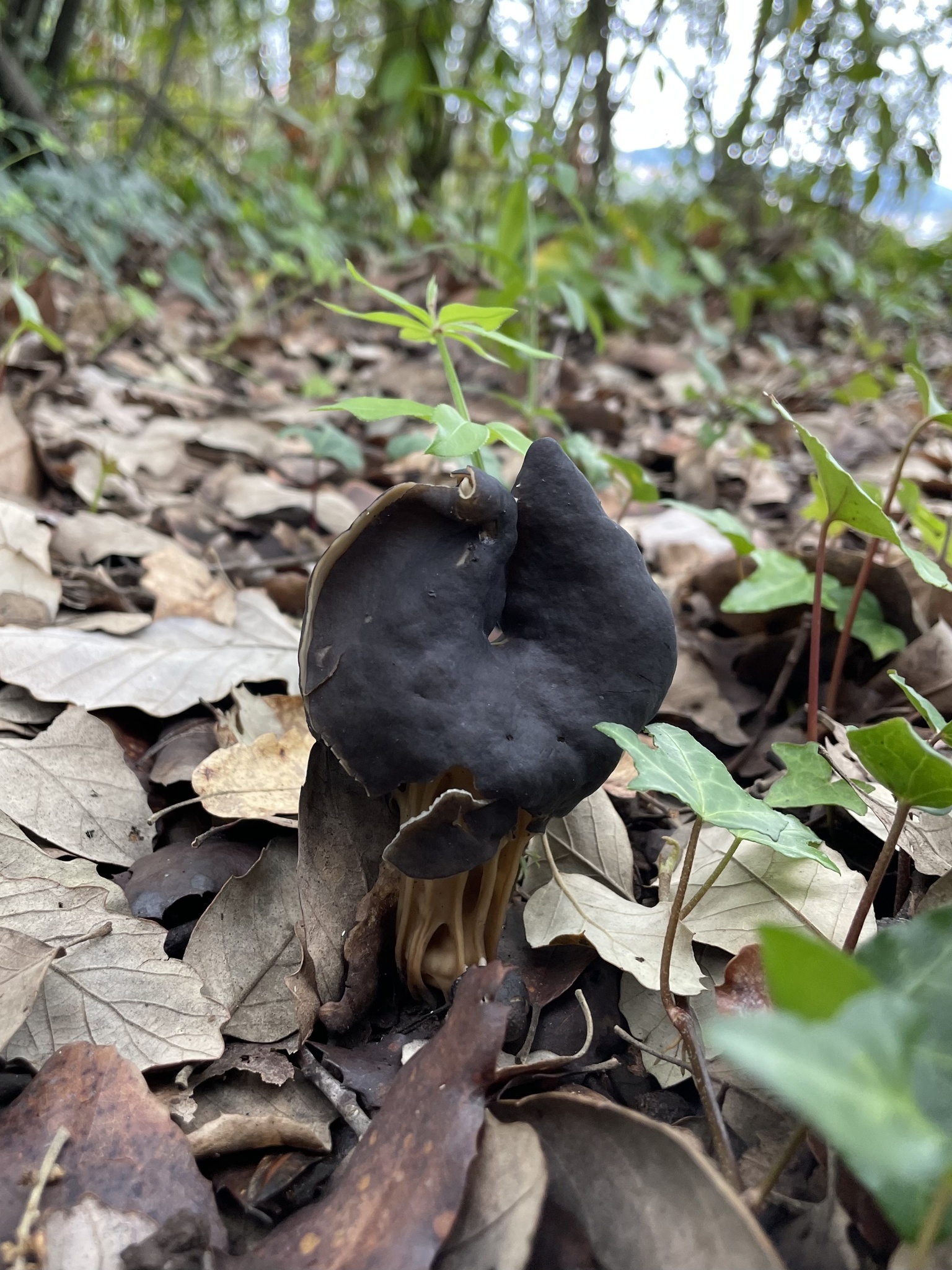 Helvella lacunosa Afzel.