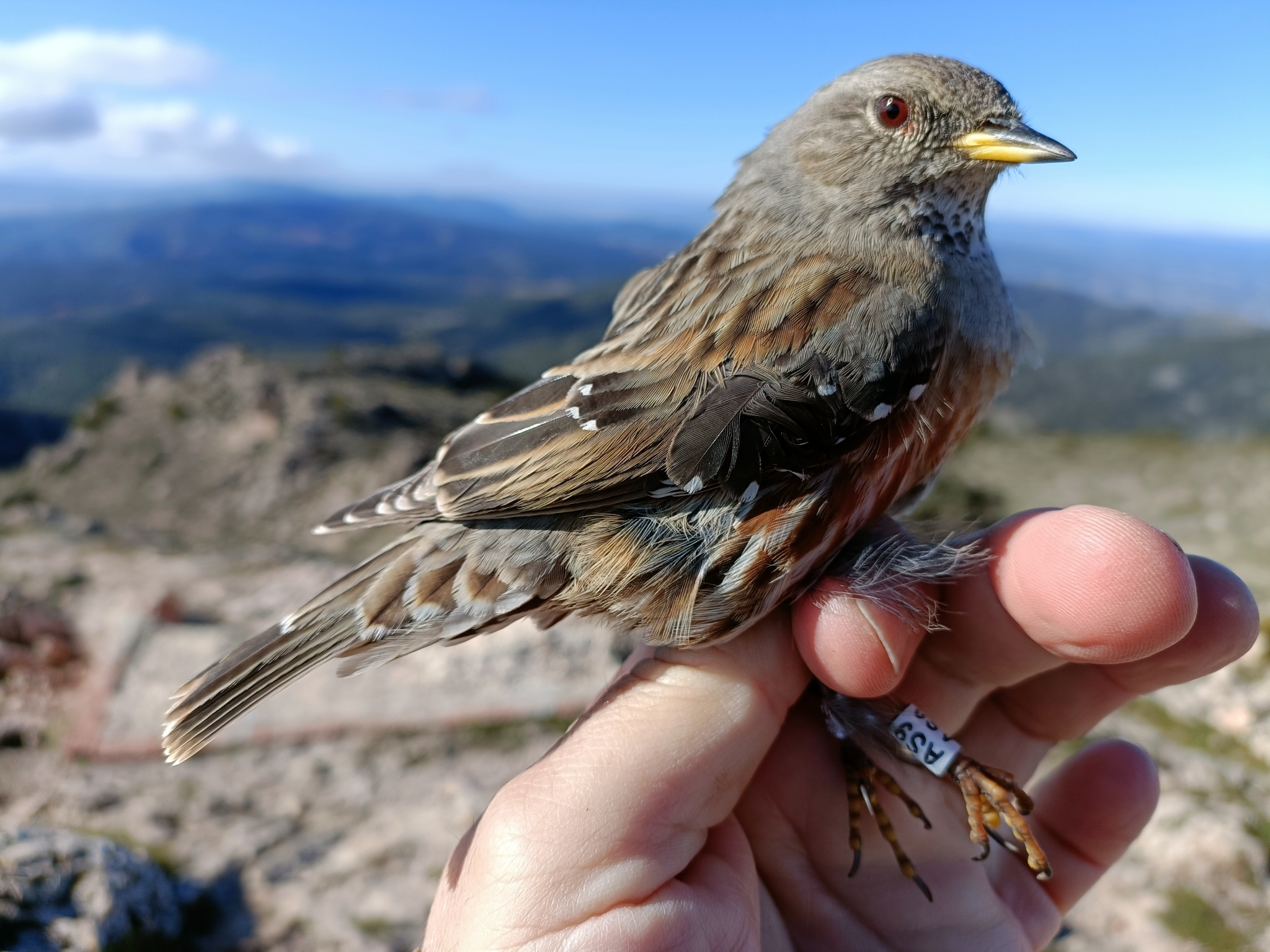 Prunella collaris (Scopoli, 1769)