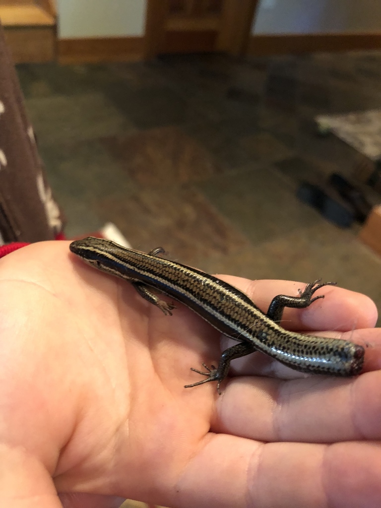 Western Skink from 61080 Bachelor View Rd, Bend, OR, US on September 19 ...