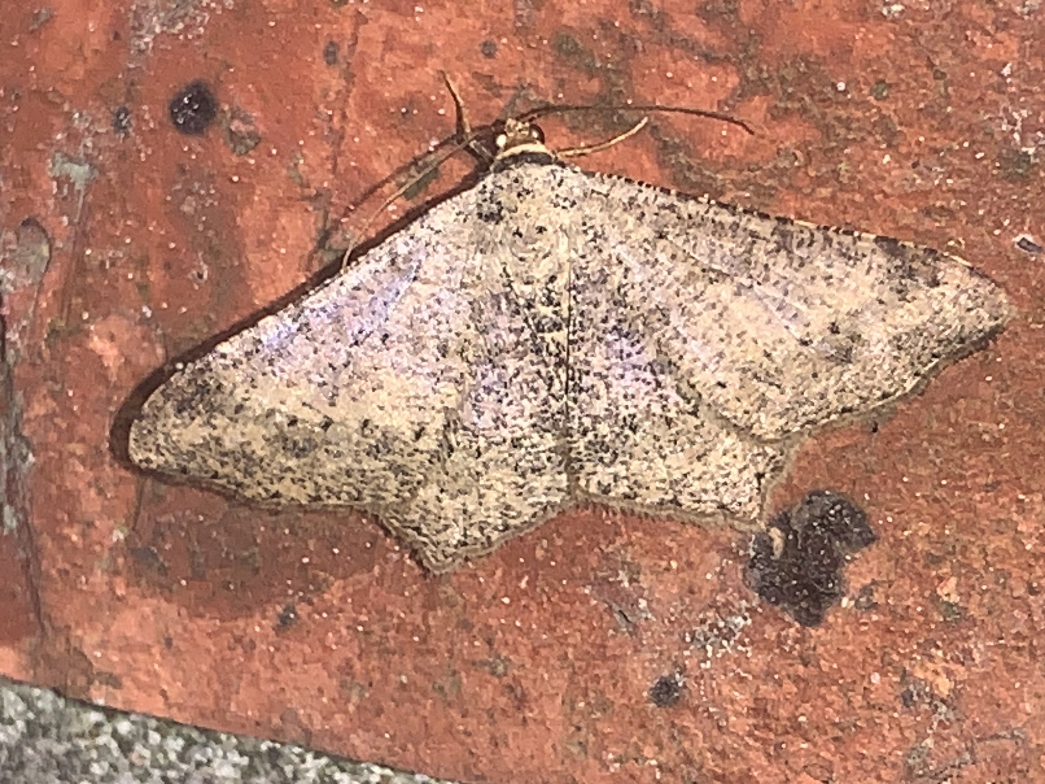 Macaria abydata Guenée