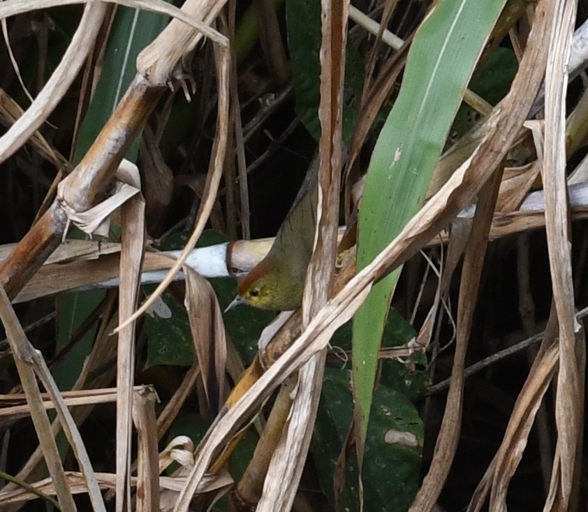 Stachyridopsis ruficeps (Blyth, 1847)