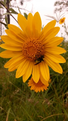 Viguiera hemsleyana · iNaturalist