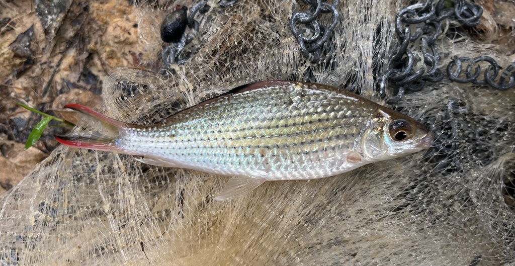 (Labiobarbus) - Marine Life Identification