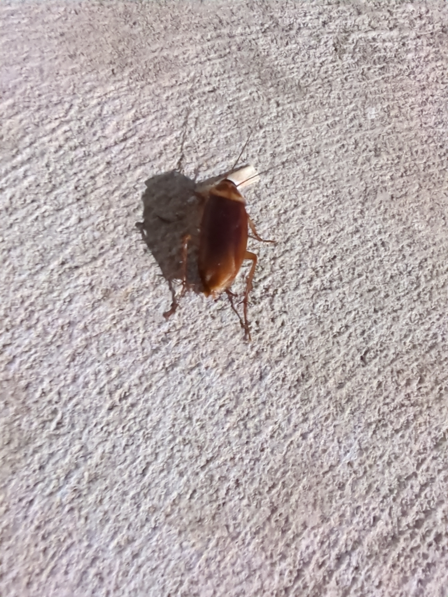 Periplaneta americana (Linnaeus, 1758)