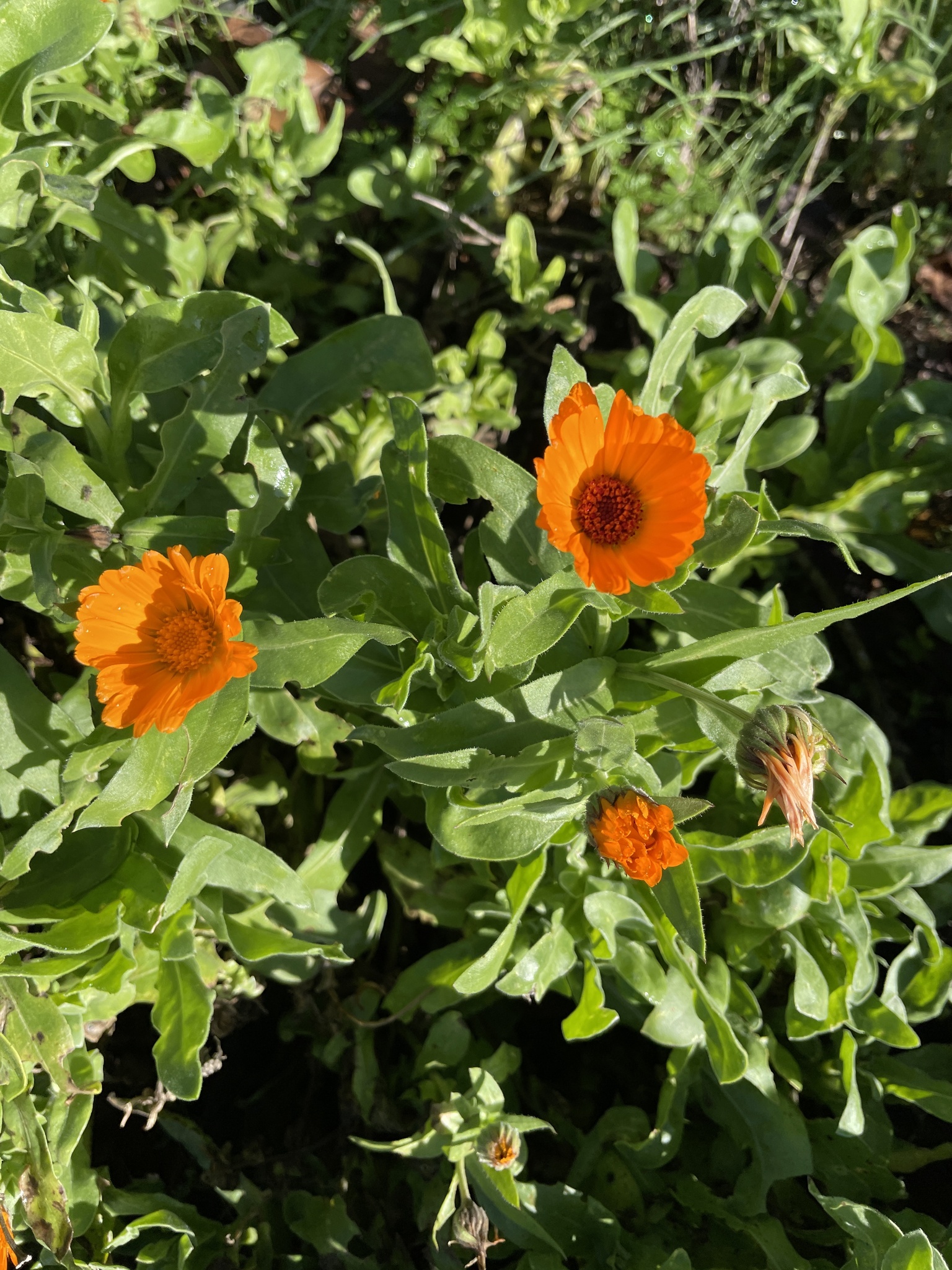 Calendula officinalis L.
