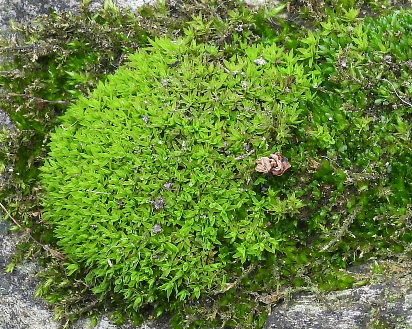 Barbula unguiculata Hedwig, 1801