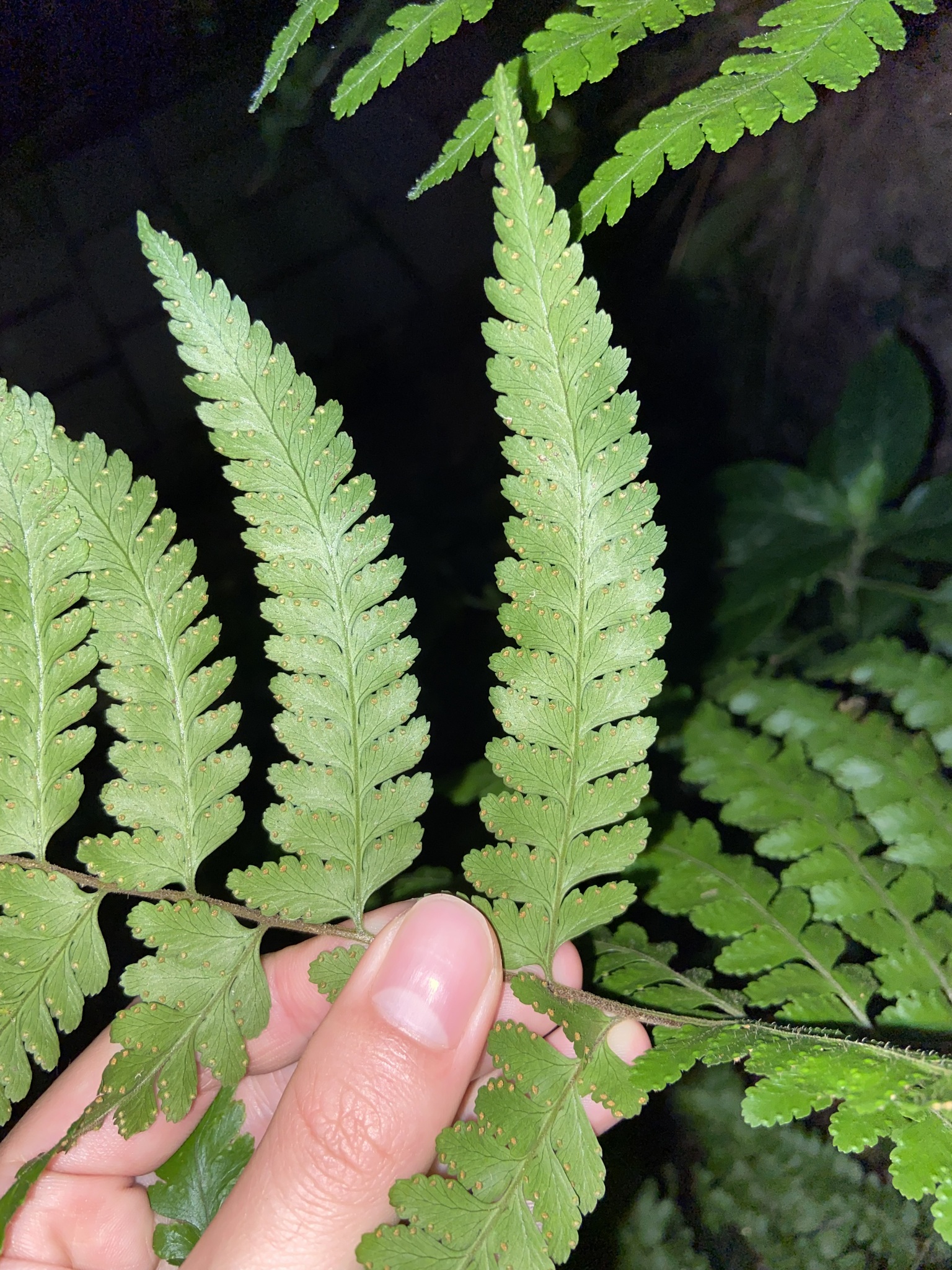 Microlepia C.Presl
