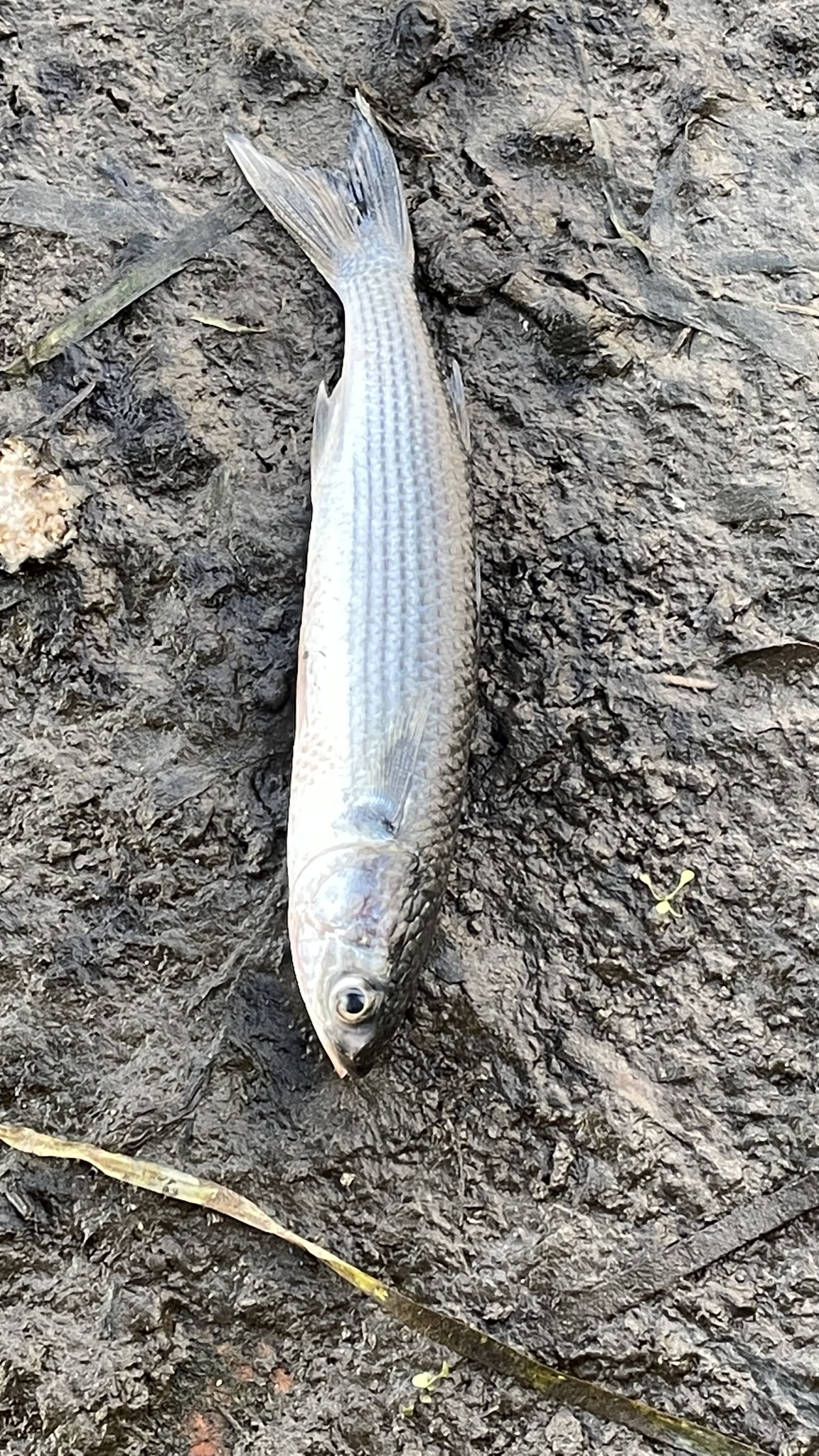 Mugil cephalus Linnaeus, 1758