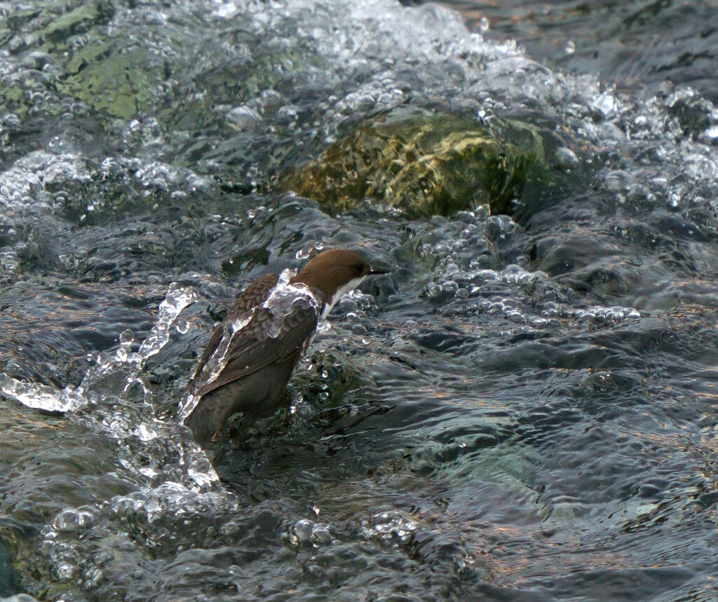 White-throated Dipper from torrente Varenna, Pegli, Genova GE, Italia ...