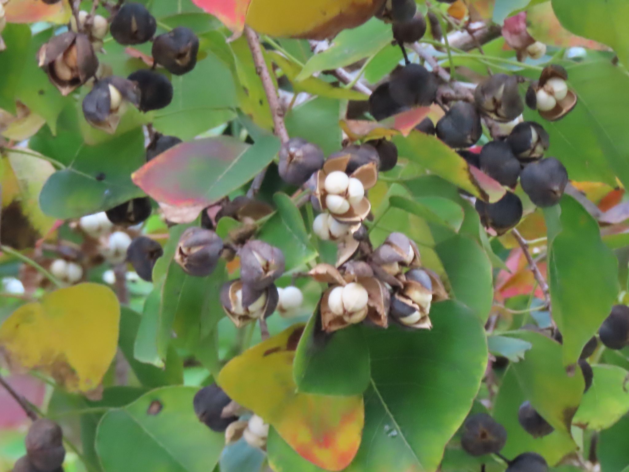 Triadica sebifera (L.) Small