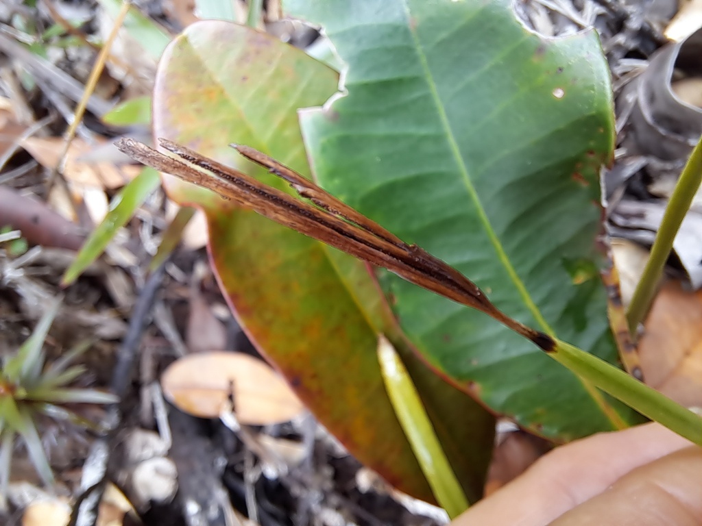 Actinostachys melanesica from Prony, Nouvelle-Calédonie on November 7 ...