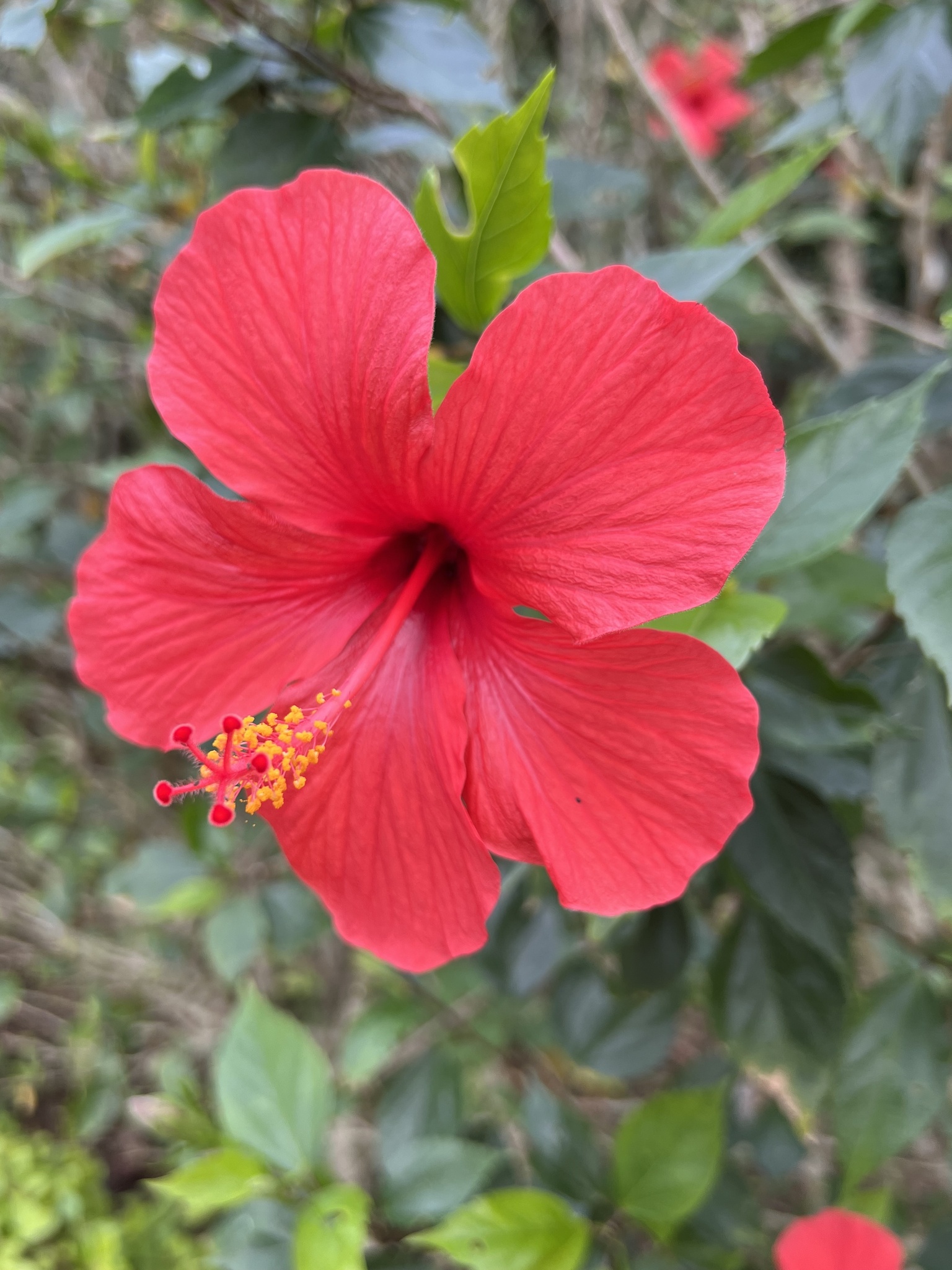 Hibiscus rosa-sinensis L.