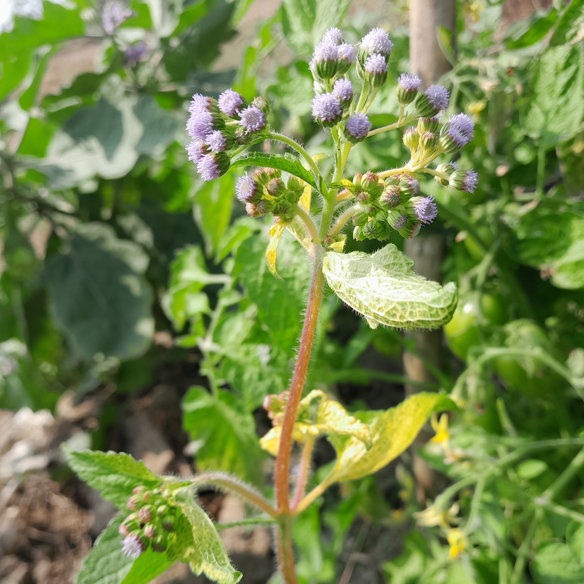 Ageratum conyzoides L.