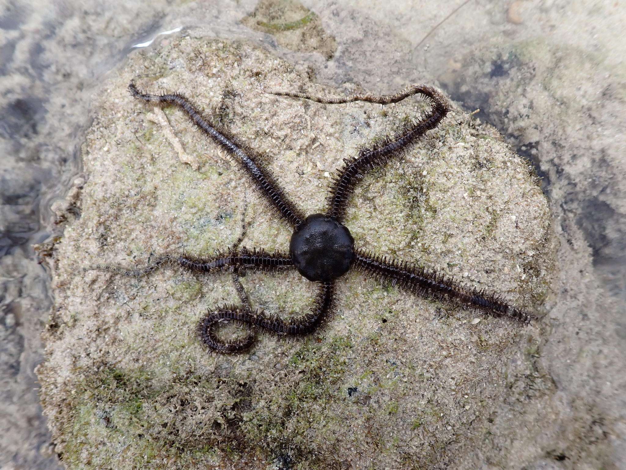 Ophiocoma scolopendrina (Lamarck, 1816)