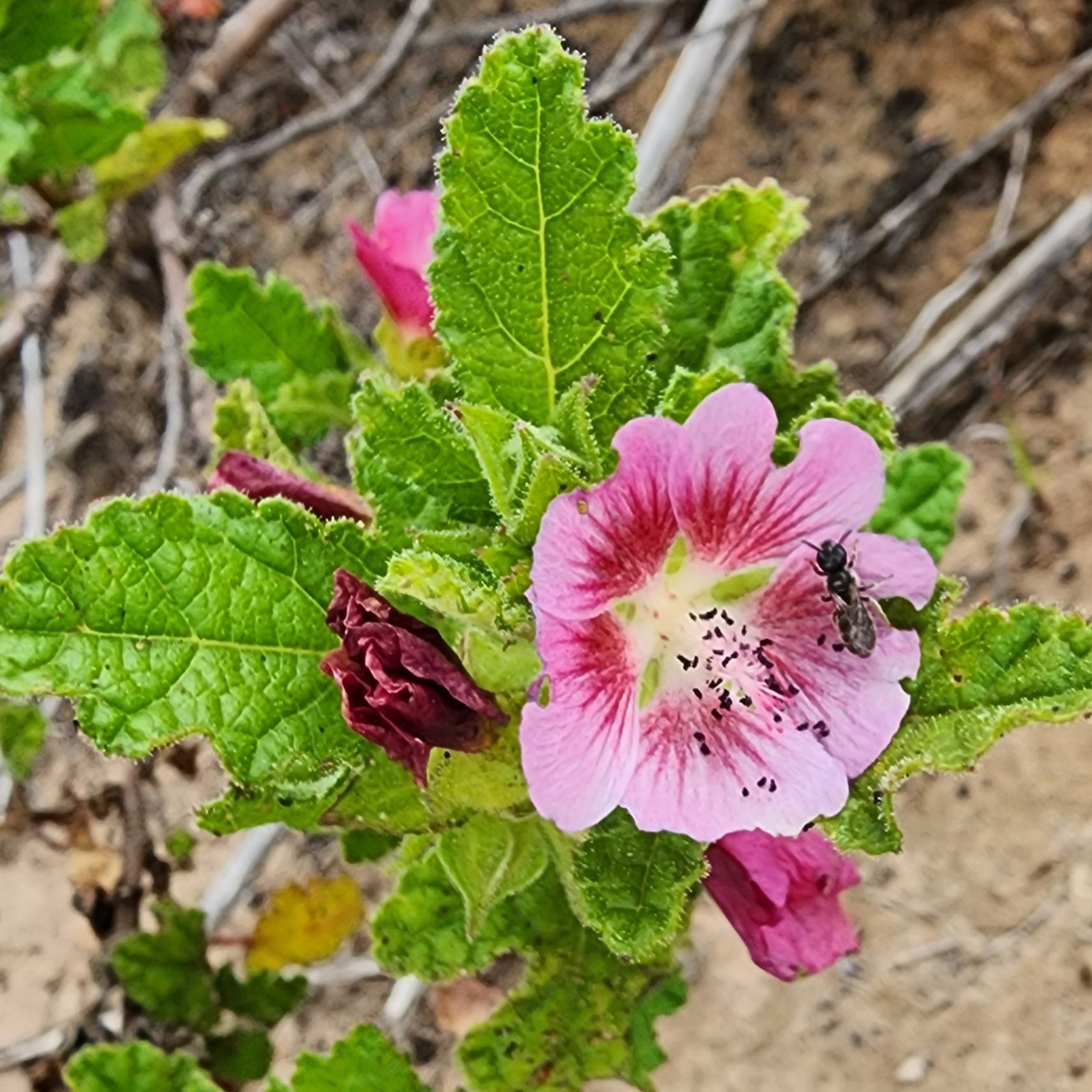 Anisodontea scabrosa (L.) D.M.Bates