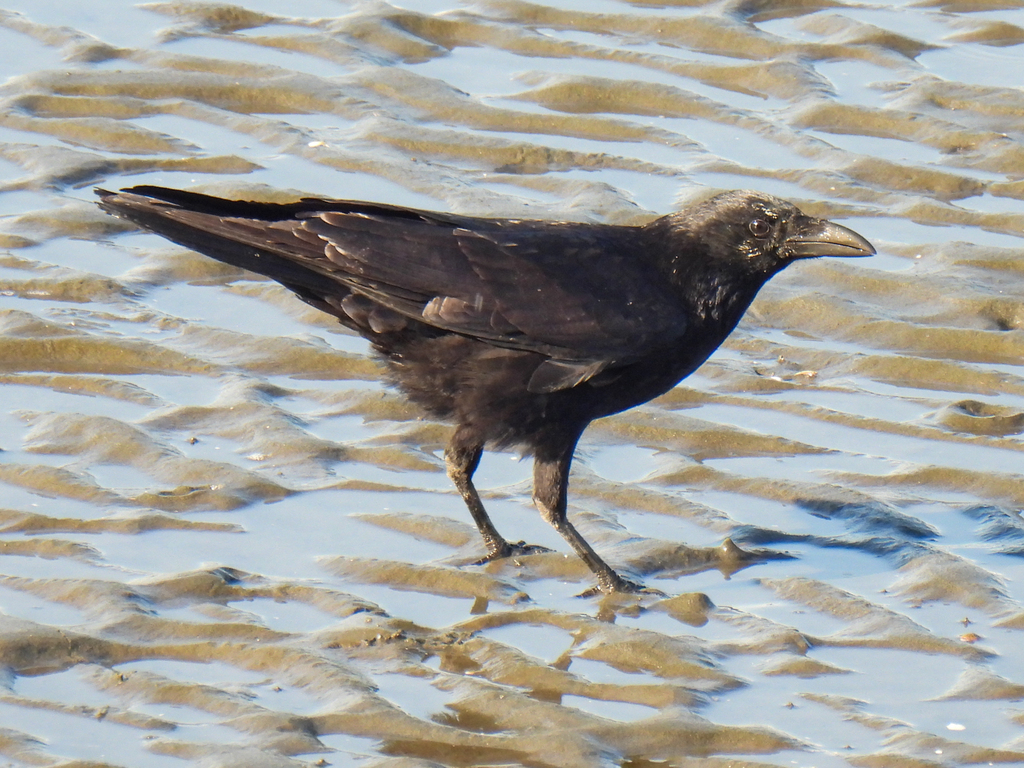 Carrion Crow from Kawasaki Ward, Kawasaki, Kanagawa, Japan on January ...