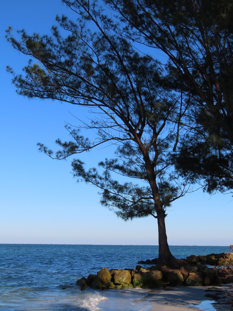 Beach Sheoak from Anna Maria, FL, USA on January 10, 2023 at 05:23 PM ...