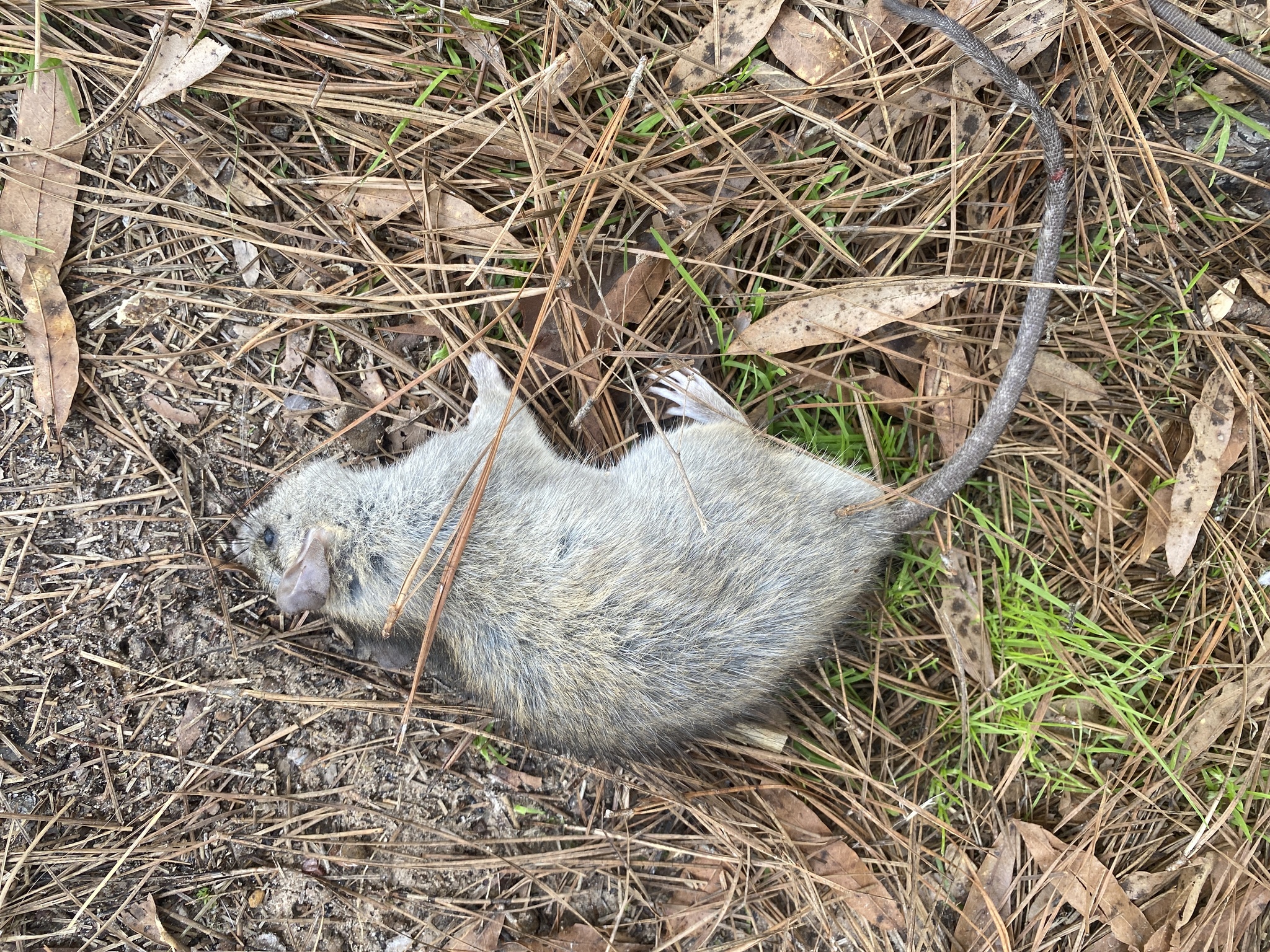 Rattus rattus (Linnaeus, 1758)