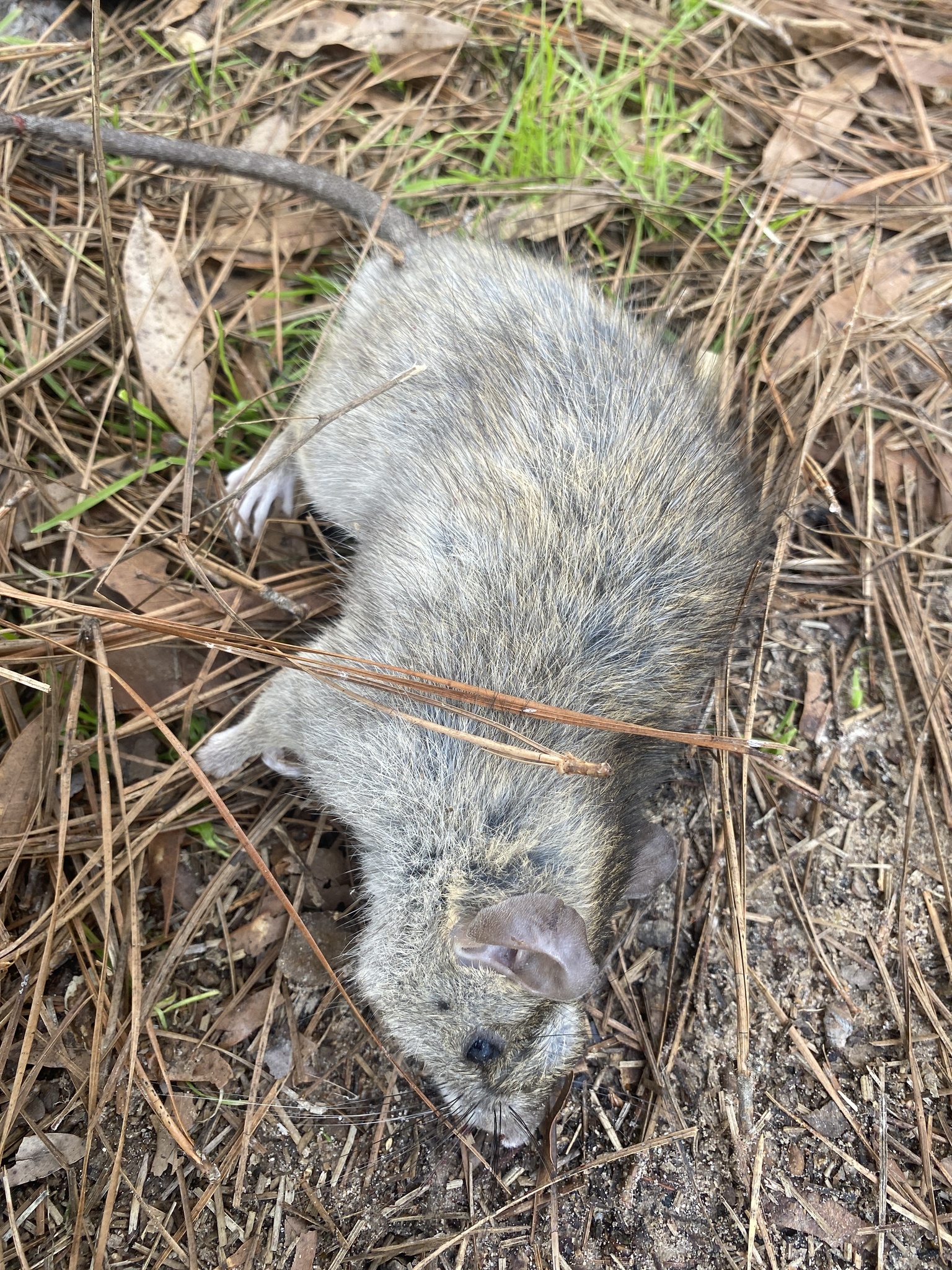 Rattus rattus (Linnaeus, 1758)