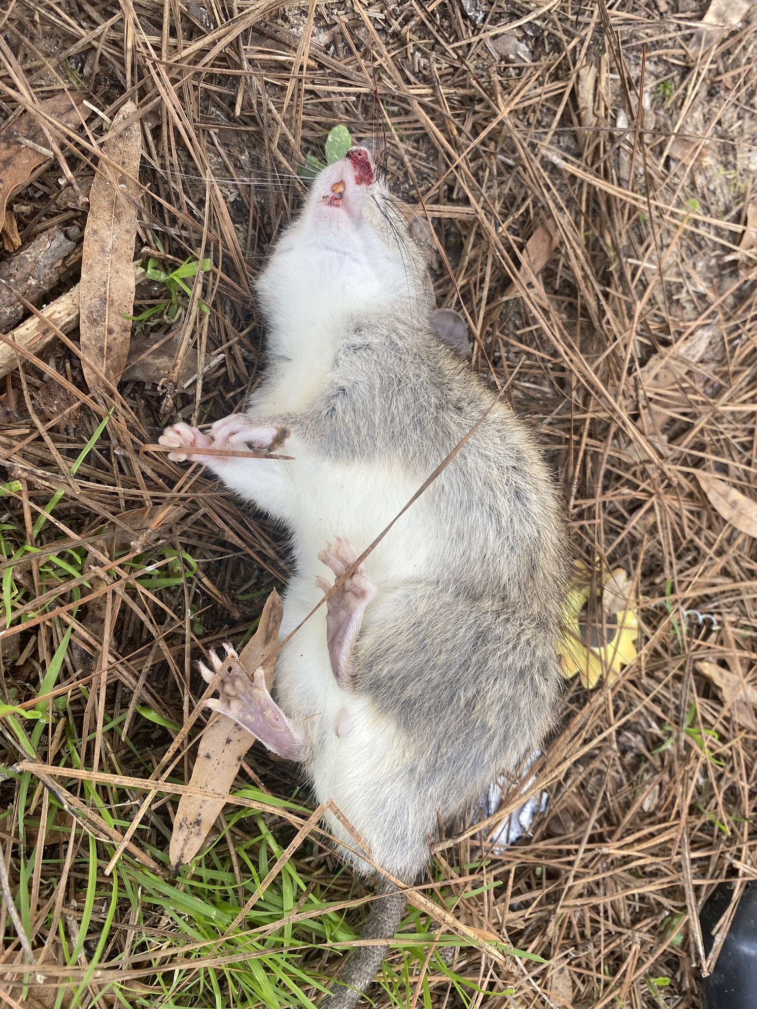 Rattus rattus (Linnaeus, 1758)
